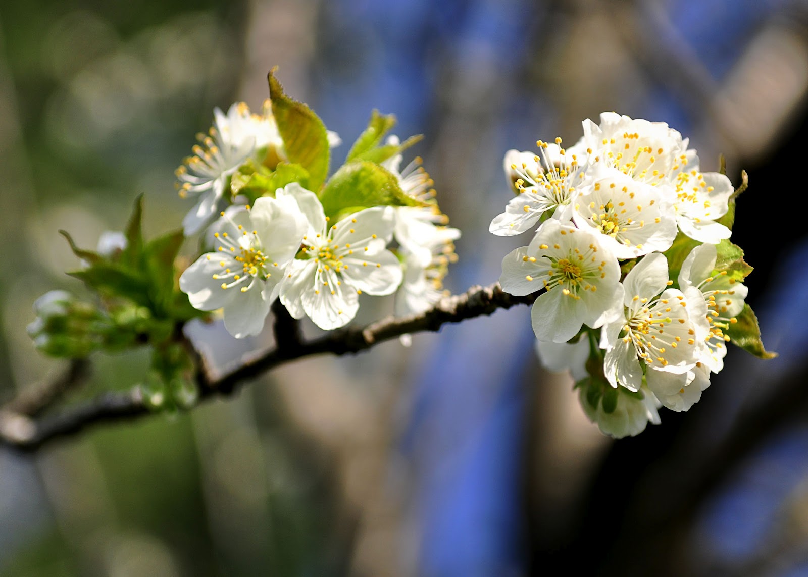 This Farm Family's Life: The Marshmallow Tree...