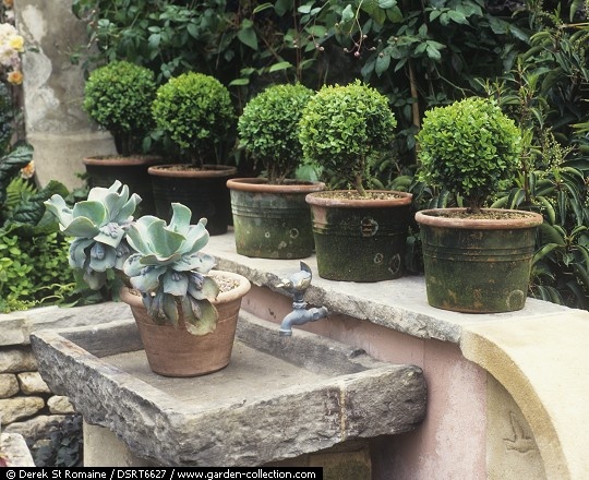 Simple Details: potted boxwoods and evergreens...