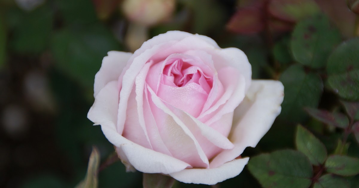 Organic Garden Dreams: April Roses