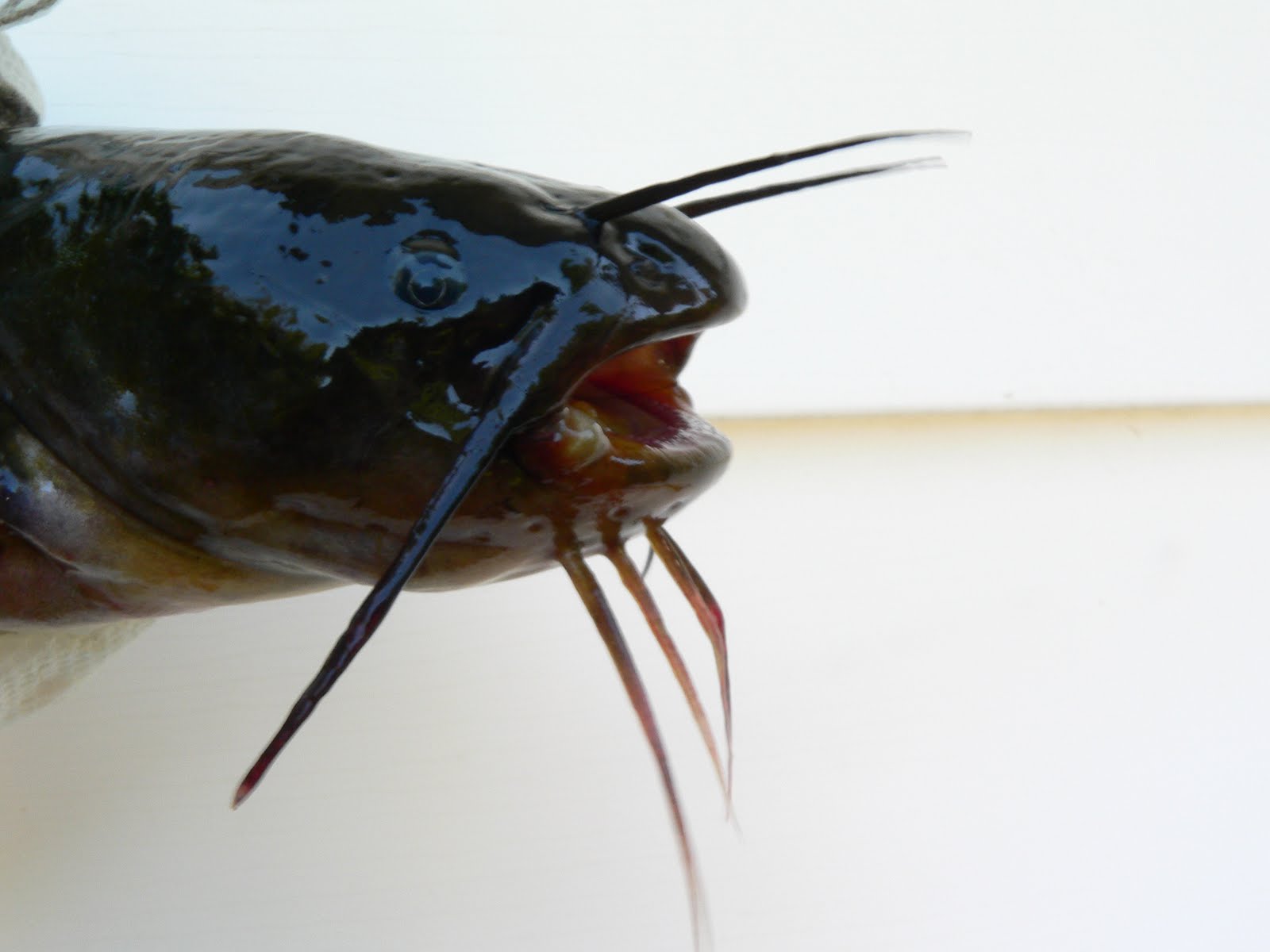 Catch-M-All: Bully! #27 Yellow Bullhead