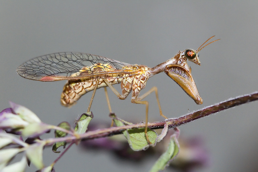 Invertebrados de Huesca