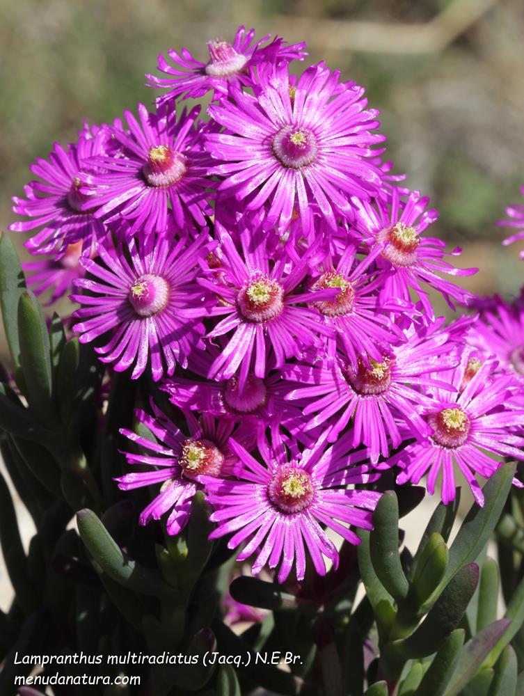 Menuda Natura: Lampranthus multiradiatus (Jacq.) N.E.Br.