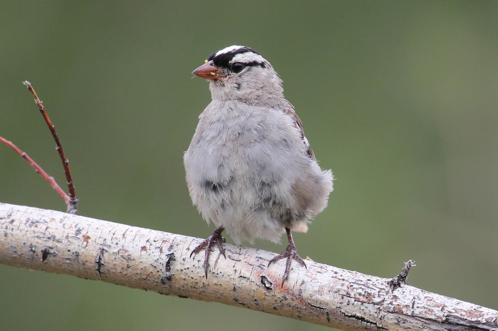 One Bird A Day: Day 243: White-crowned Sparrow
