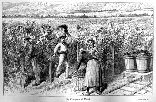 Memoria gráfica de España.: Plaga de la filoxera en Málaga en 1877.