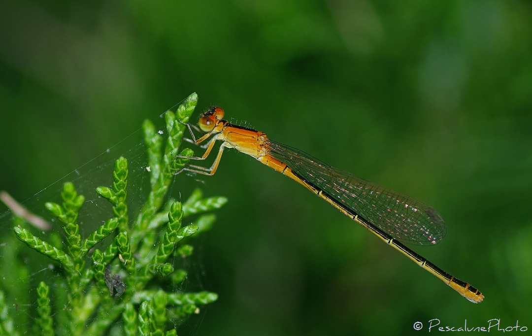 Pescalune Photo: Female Ischnura pumilio aurantiacum