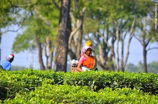 Thoughtful Thursday - Tea plantations in Assam