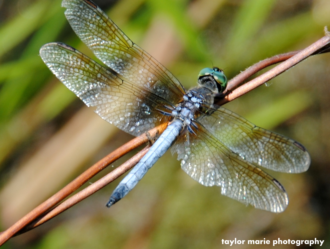 Taylor Marie Photography: dragon flys