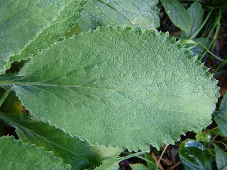 Dari ratusan jenis tanaman obat tradisional yang sudah diketahui ...