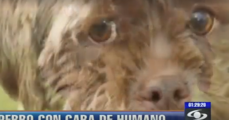 Viral Pro: Perro con cara de humano (Video)