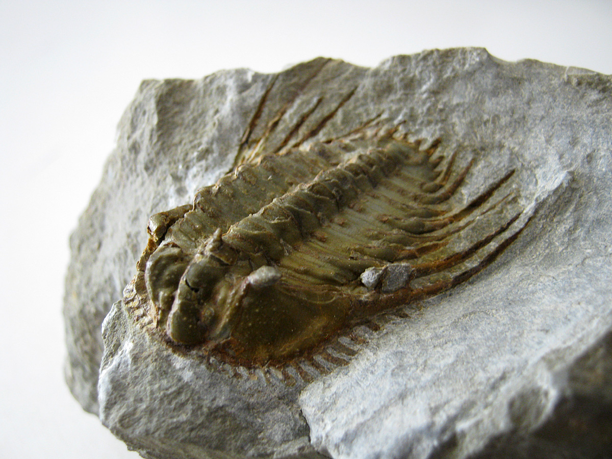 El mundo de los fósiles.: TRILOBITES