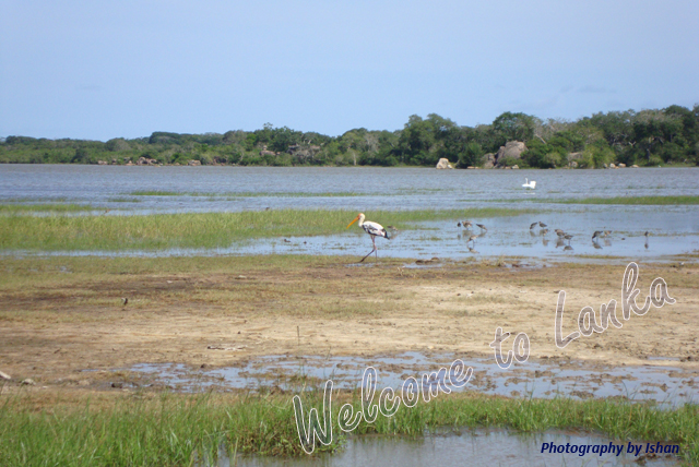 Welcome to Lanka: Kumana National Park
