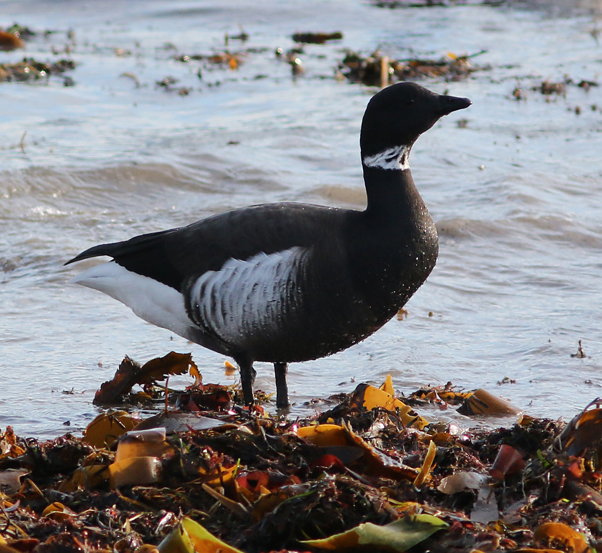 Kerry Birding: Black Brant at Sandy Bay