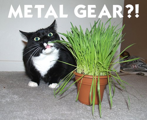 Metal Gear?! | Funny Cat Pictures