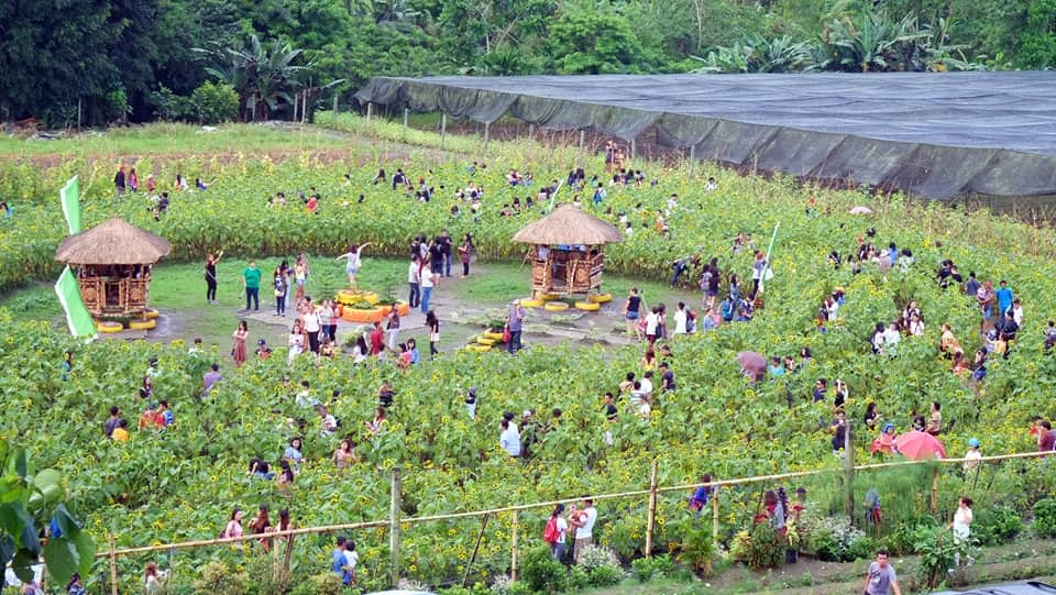 NEW ATTRACTION! Sunflower Farm in Tupi