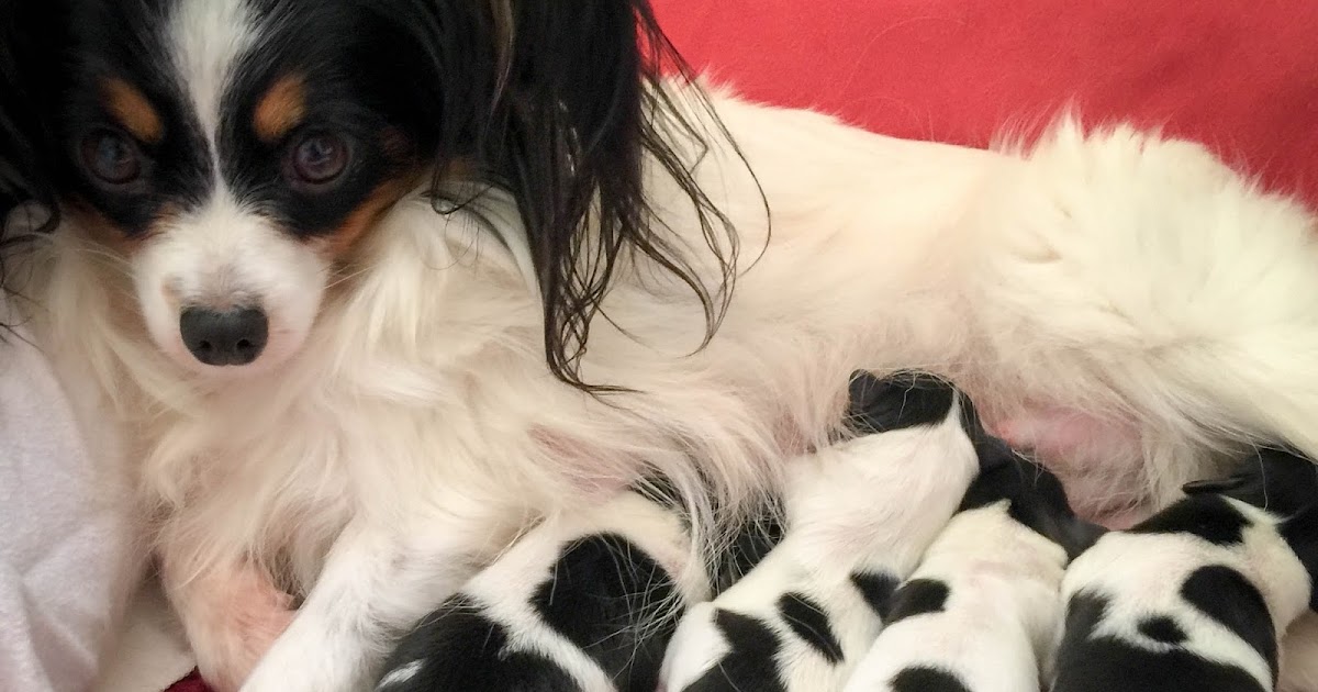 Road's End Papillons : 1 Day old Papillon Puppies