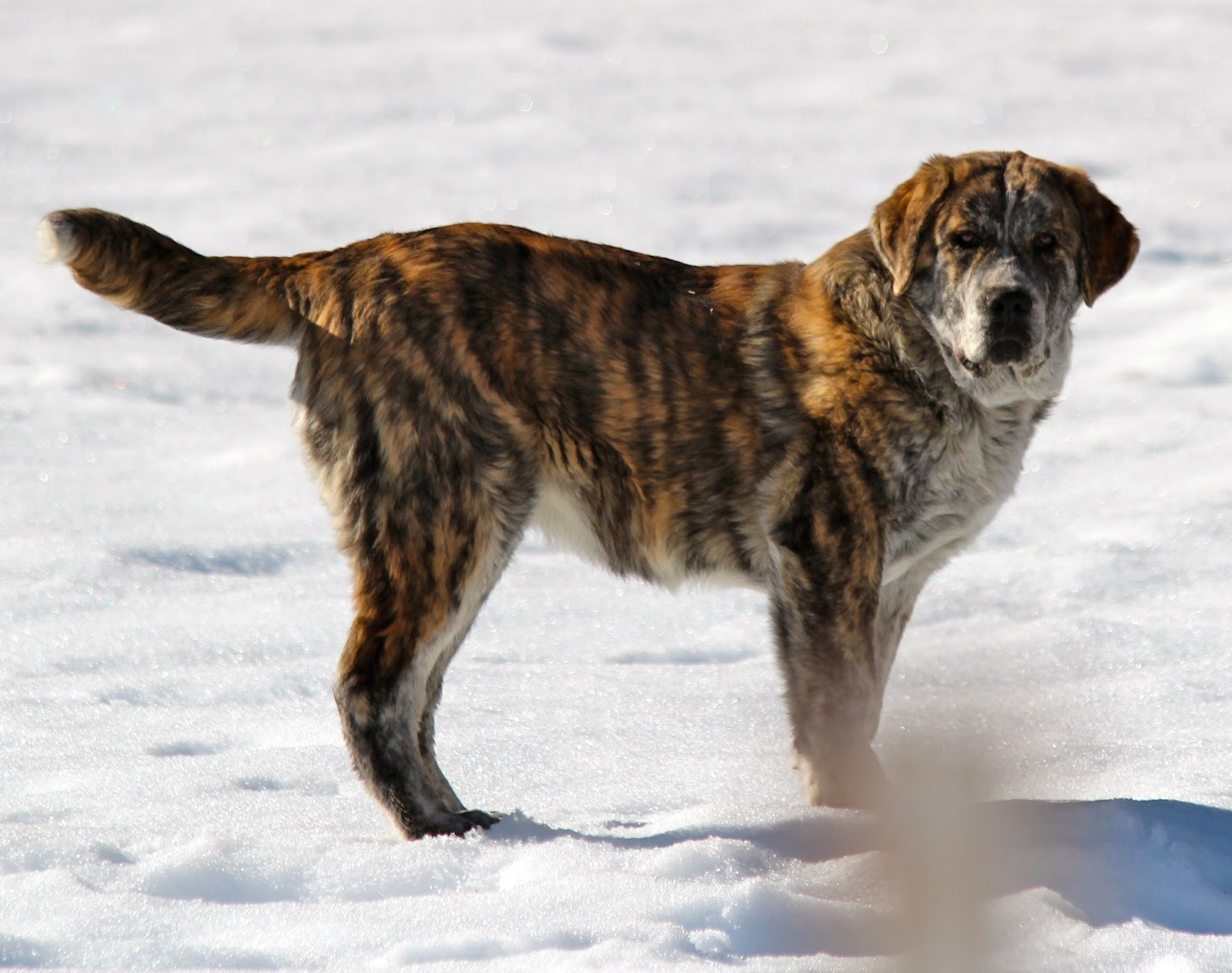 LIVESTOCK GUARDIAN DOG BLOG: Livestock Guardian Dogs and "The Brindle ...