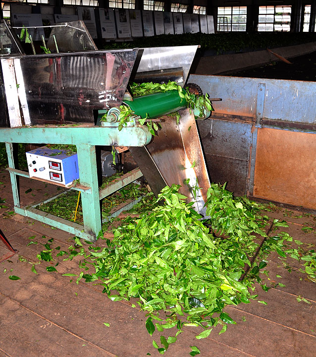 Arjun Haarith: Process of Manufacturing of Tea Powder