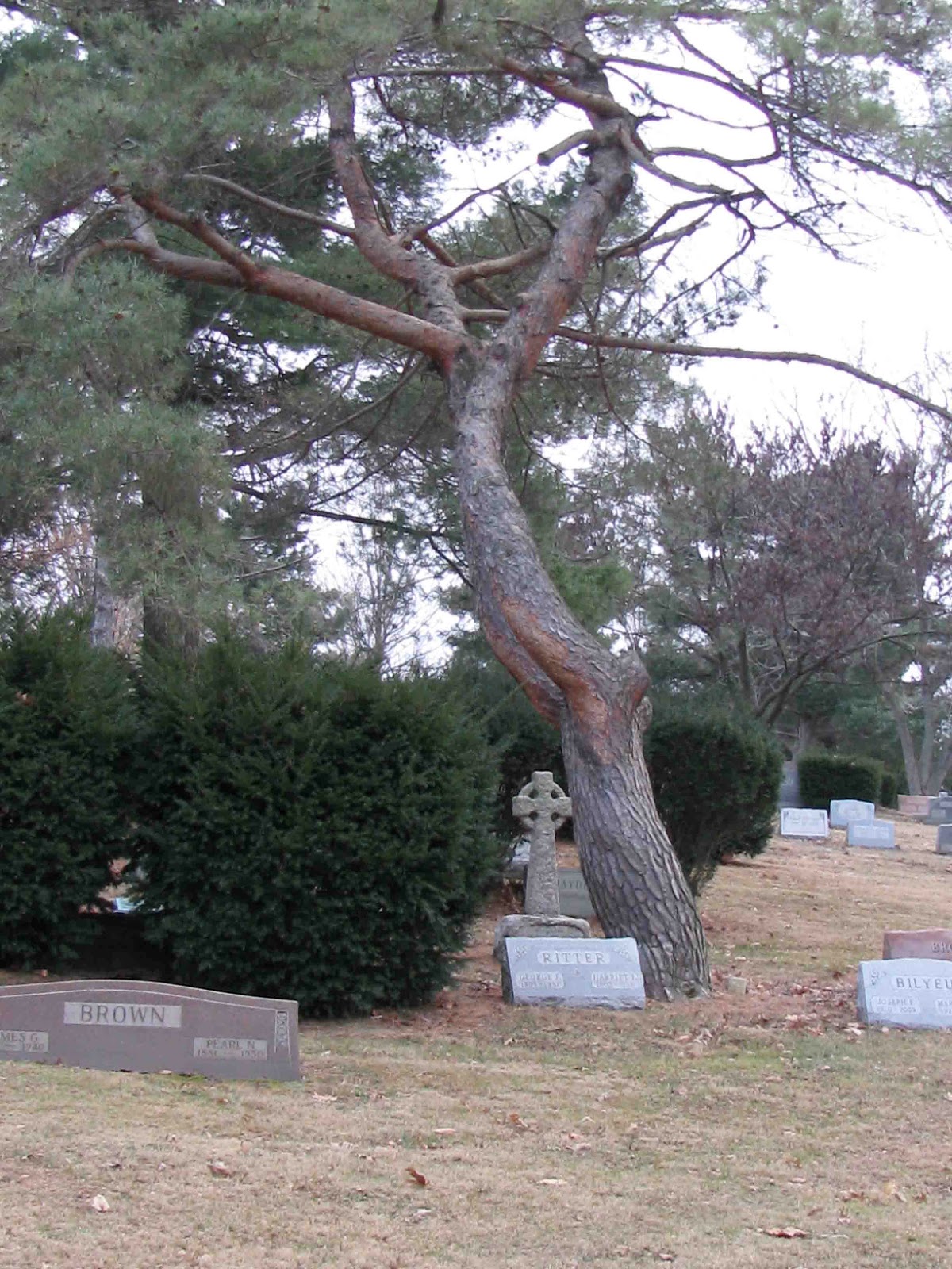A Grave Interest: Arbor Day and Those Trees in the Cemetery