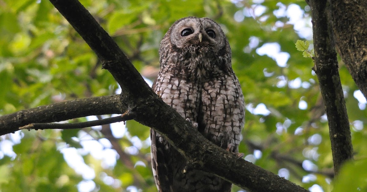 EL NIDO DEL XUAN: CÁRABO COMÚN. (Strix aluco)