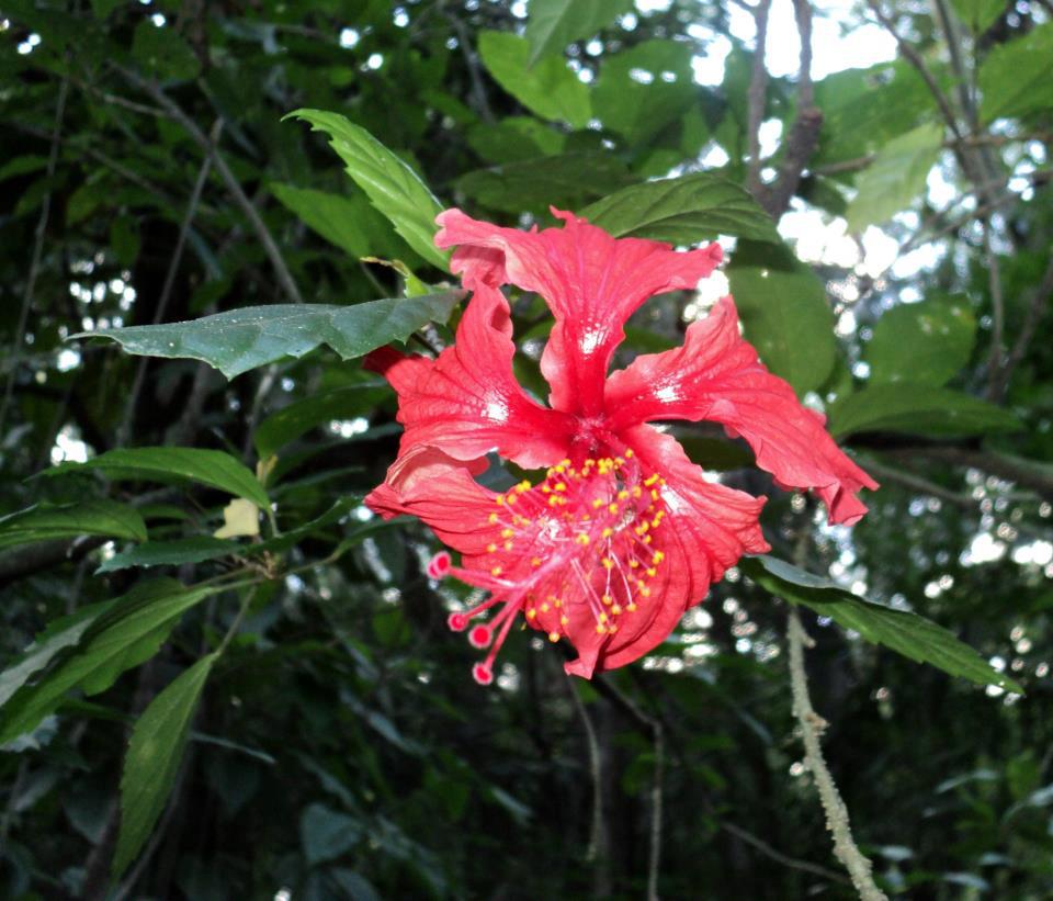 BIOTERRA: FLORES DE INFLORESCÊNCIA