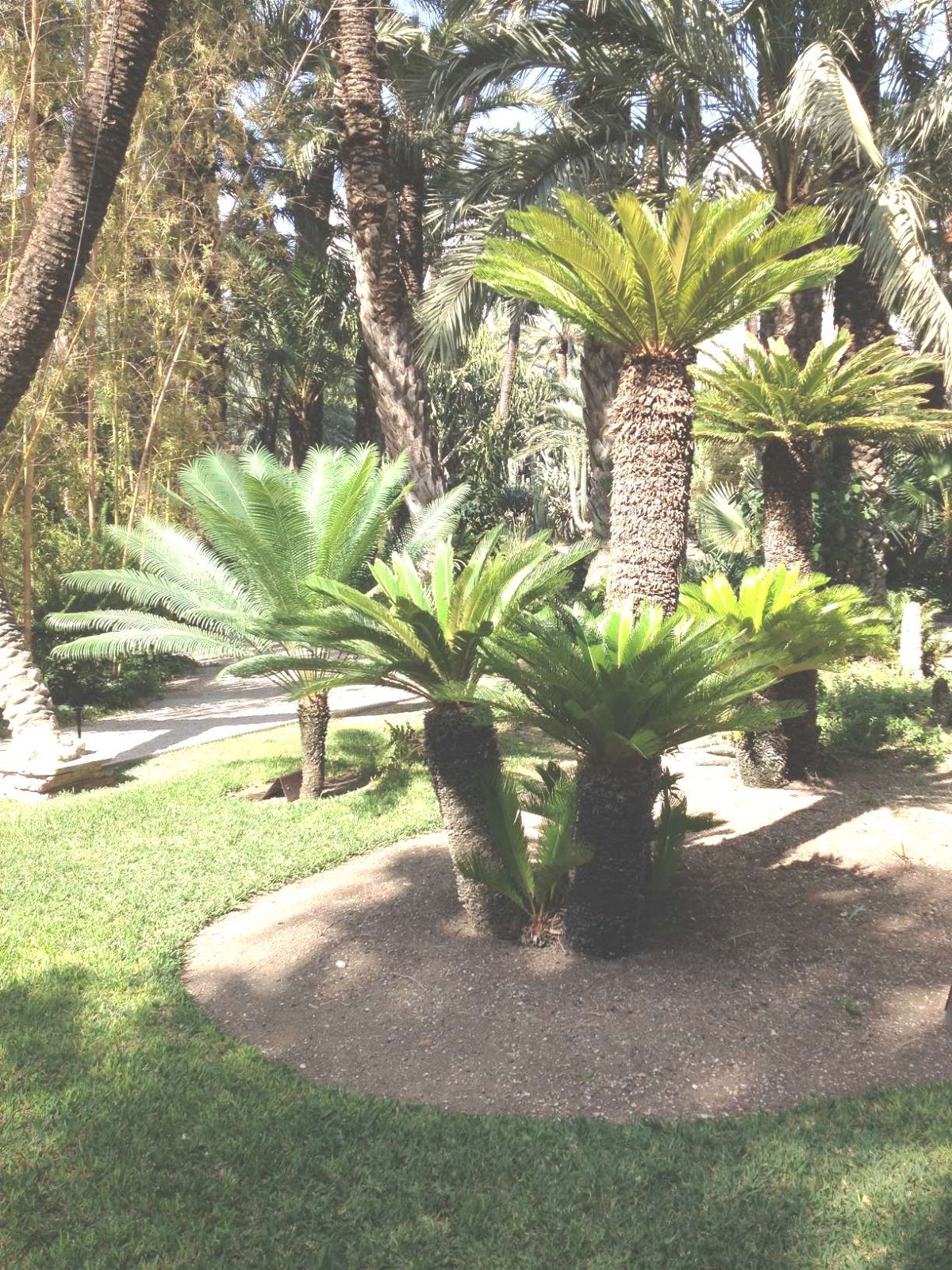 Jan en Truus......Reis Mee: Palmentuin in Elx (Elche)