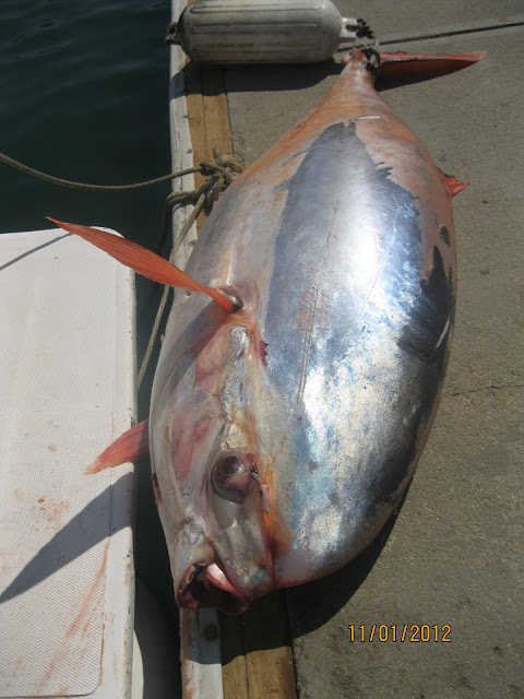 Rare Fish Surfaces in Cabo - Luvar | Bloodydecks