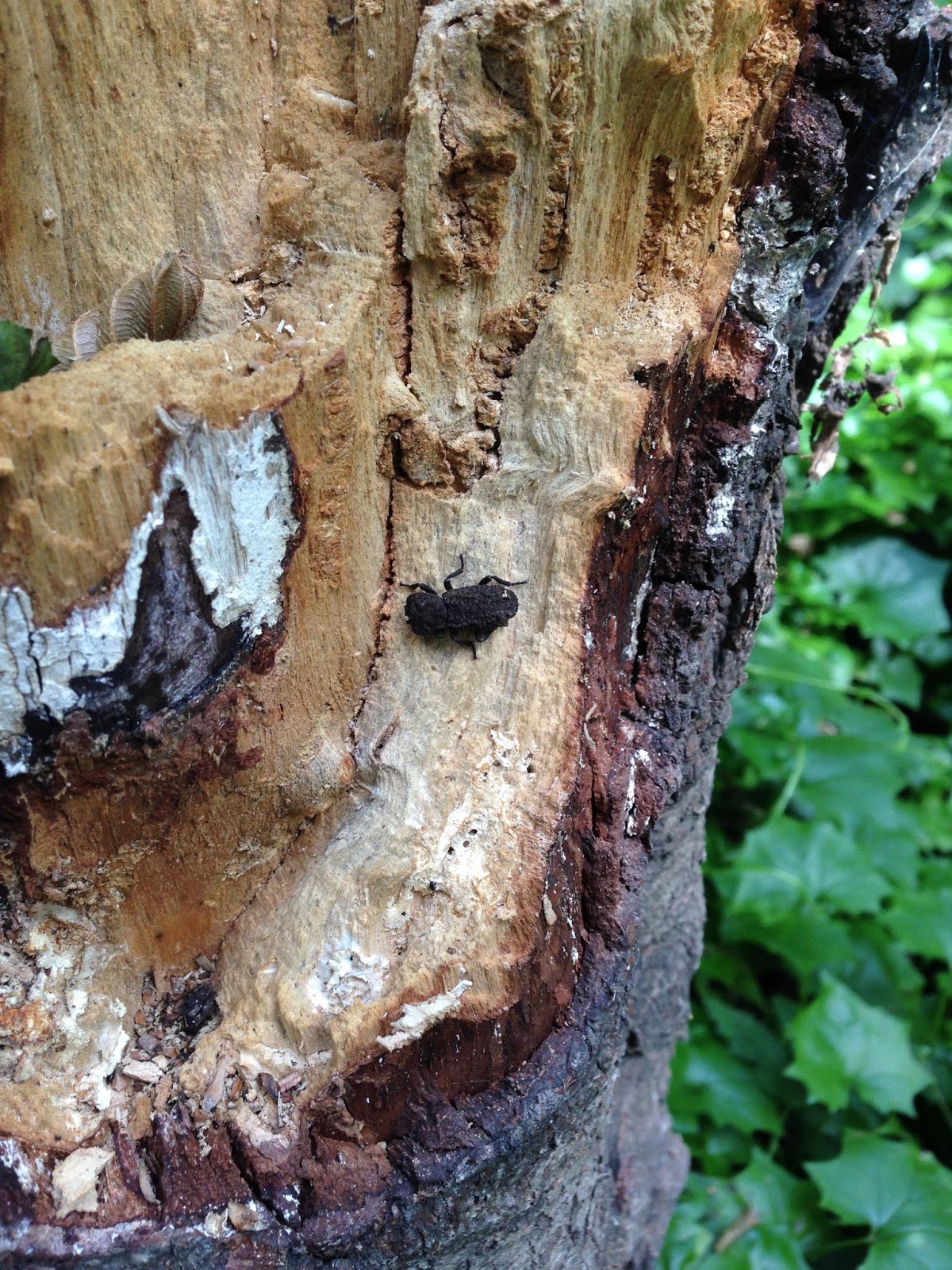 虫頭: コブゴミムシダマシ（Phloeodes diabolicus Zopheridae）Diabolical Ironclad Beetle