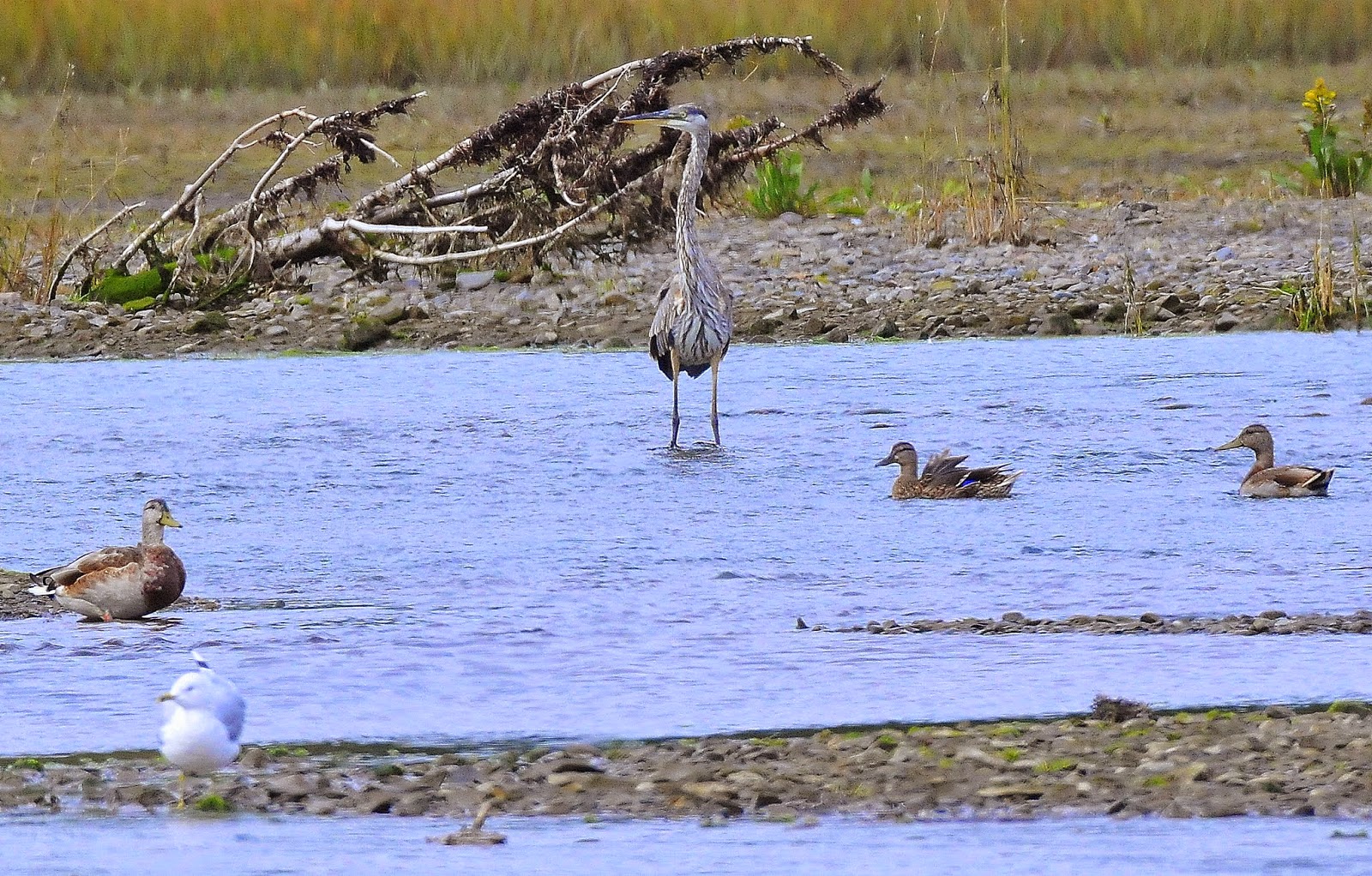 Naturellement des Pays, des Animaux et des Oiseaux: Photos d'OISEAUX ET ...
