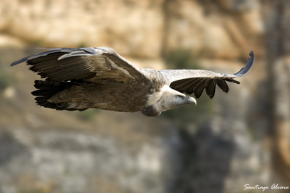 BUITRE LEONADO | Mirada