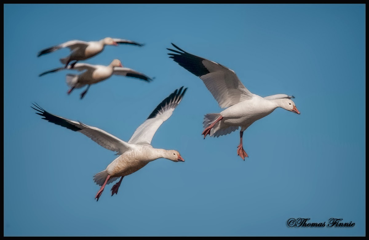 Thomas Finnie Photography: SPECKLEBELLY GOOSE