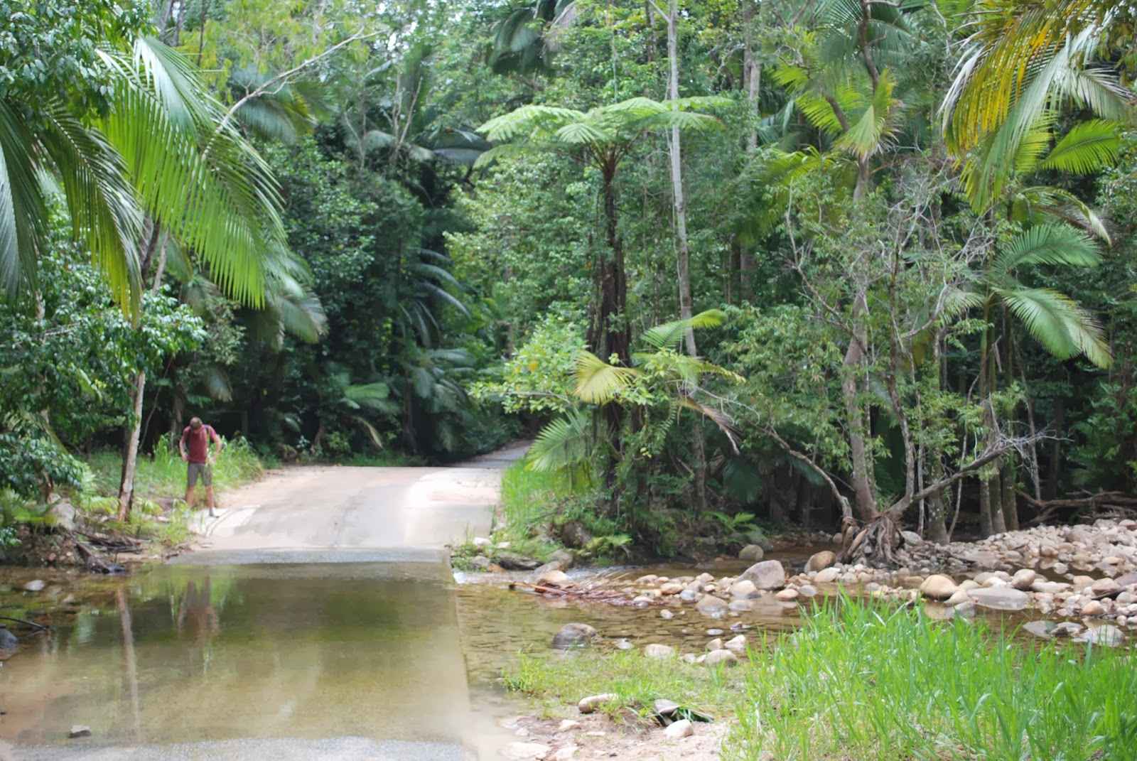 1001 kangourous: Eungella National Park