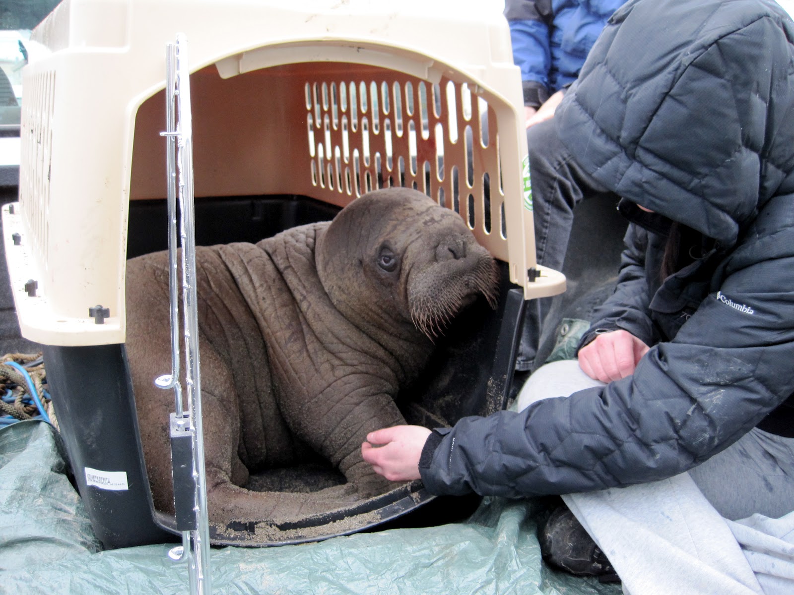 Baby Beluga: Baby Walrus Rescue, 2 & 3!!!