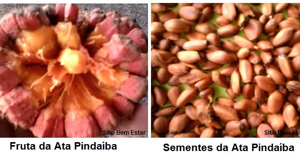 Como Plantar Ata Pindaíba ~ Viveiro SBERC - LTDA