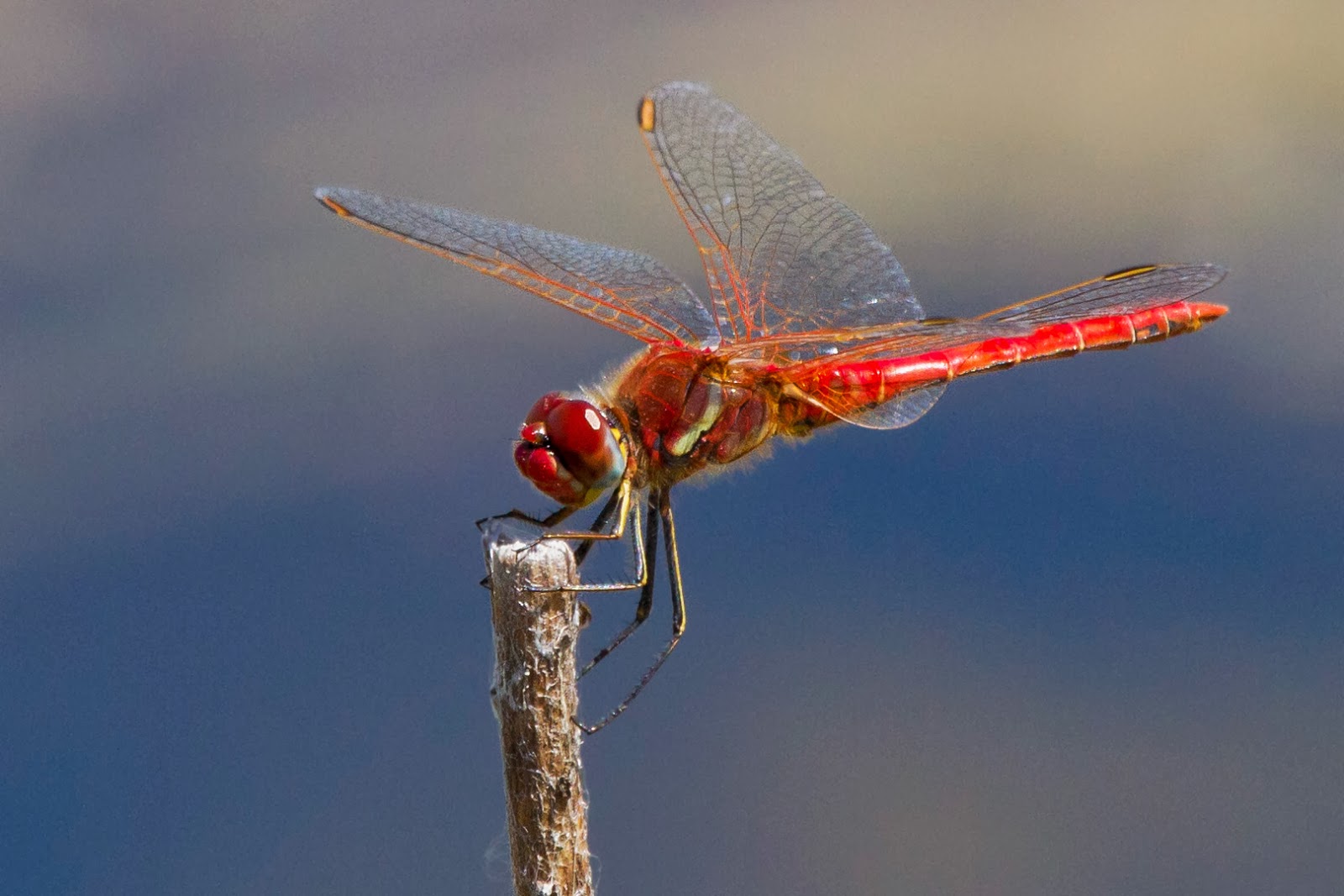 Foto naturalistiche: Libellula rossa