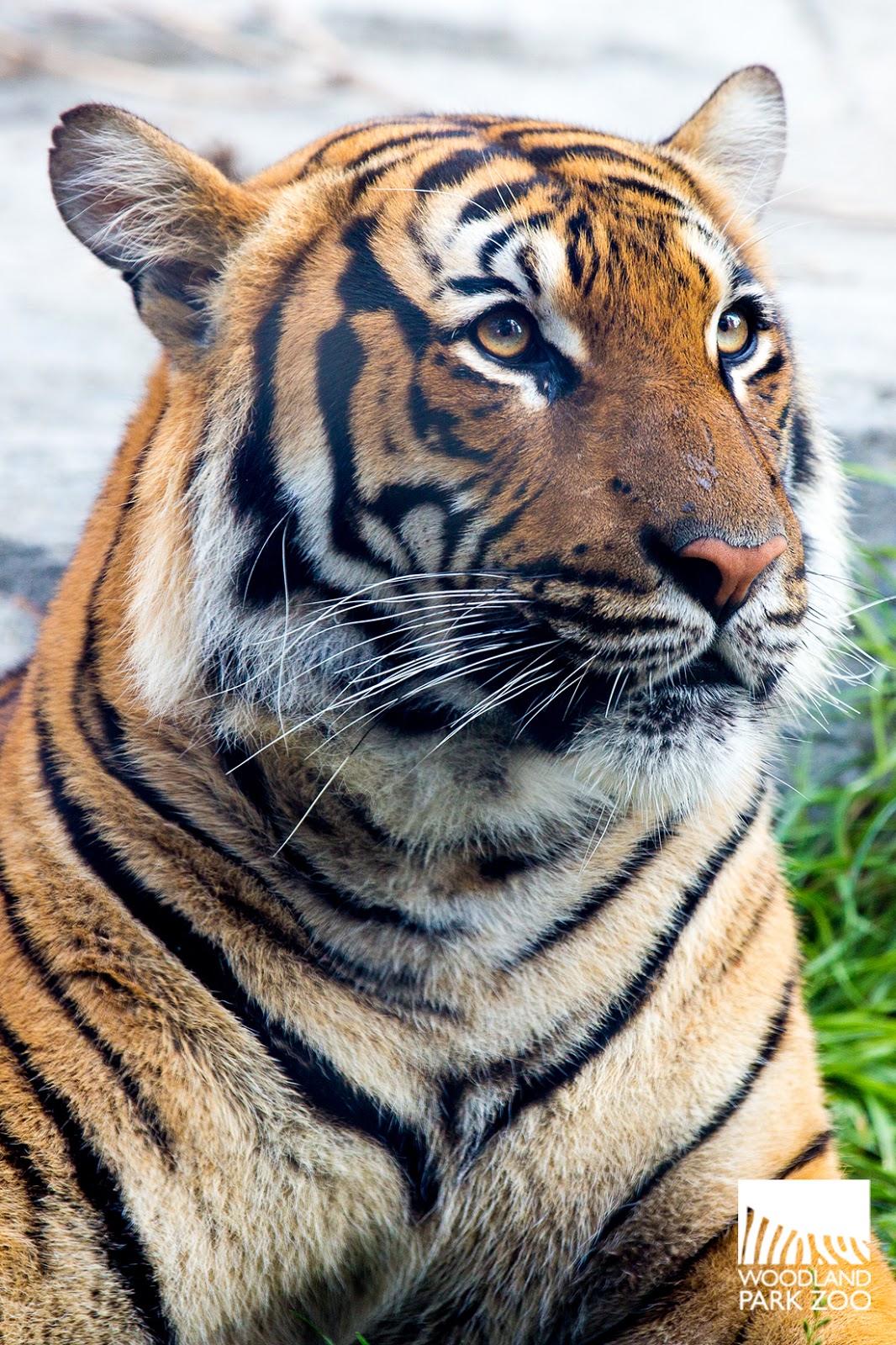 Tiger rangers put eyes on the forest