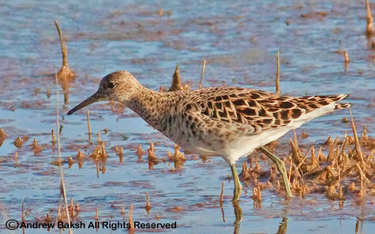 Birding Dude: Ruff or Reeve...I'll take it...