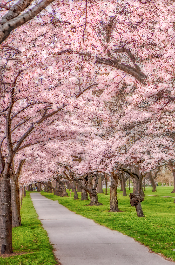 What Karen Sees: Spring in Christchurch, New Zealand
