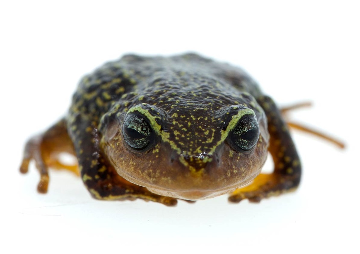 Species New to Science: [Herpetology • 2015] Pristimantis ...