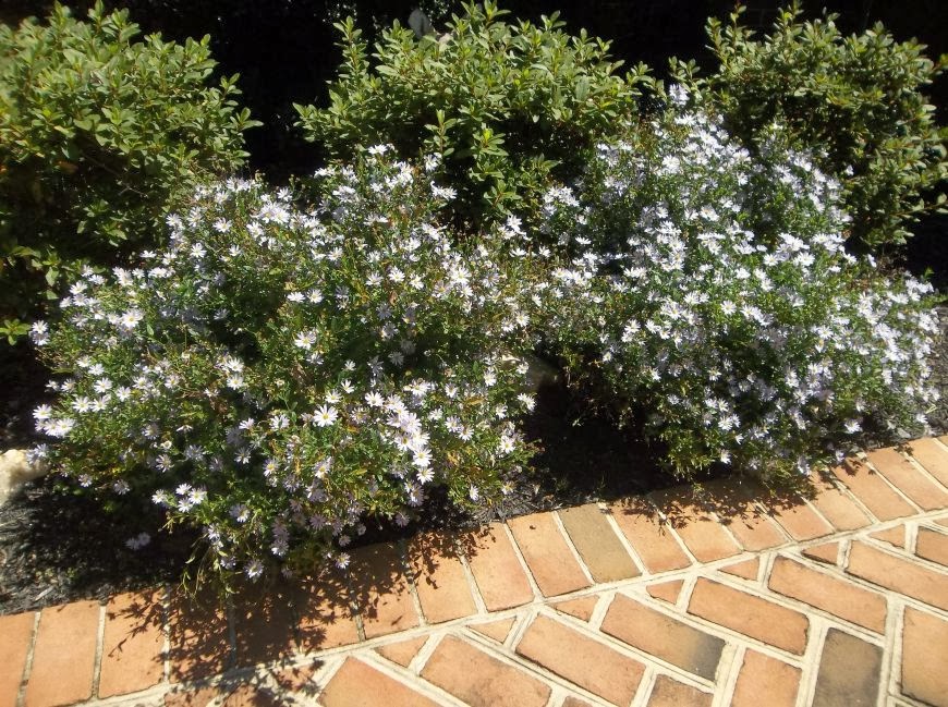 Future Plants by Randy Stewart: Kalimeris - Japanese Aster