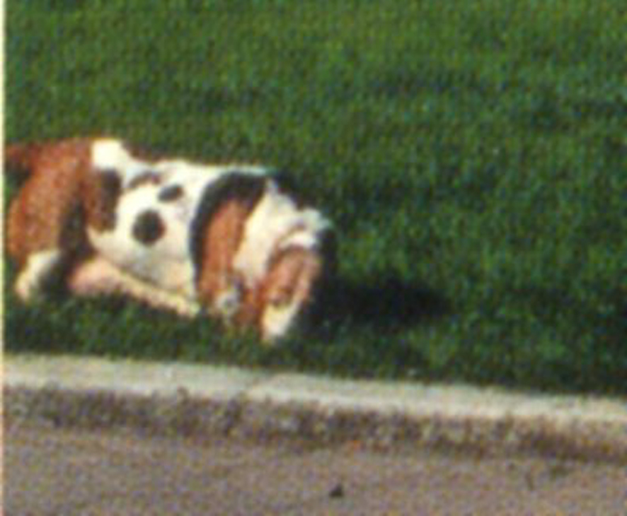 Architectures de cartes postales 1: Columbo, sa femme, son chien à Royan