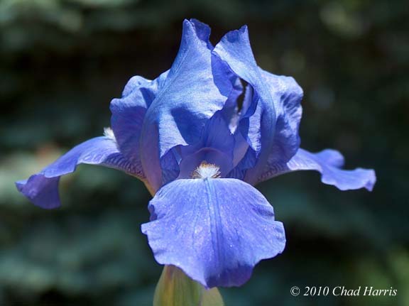 World of Irises: Irises: The Best and the Bluest, Part Three