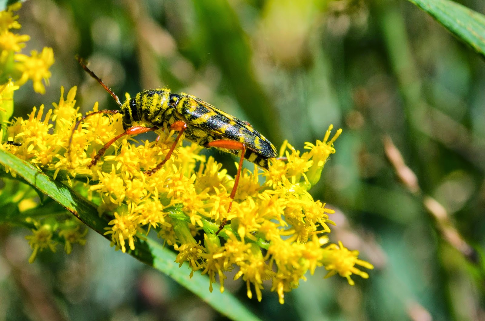 Urban Wildlife Guide: It's Locust Borer Beetle Time!