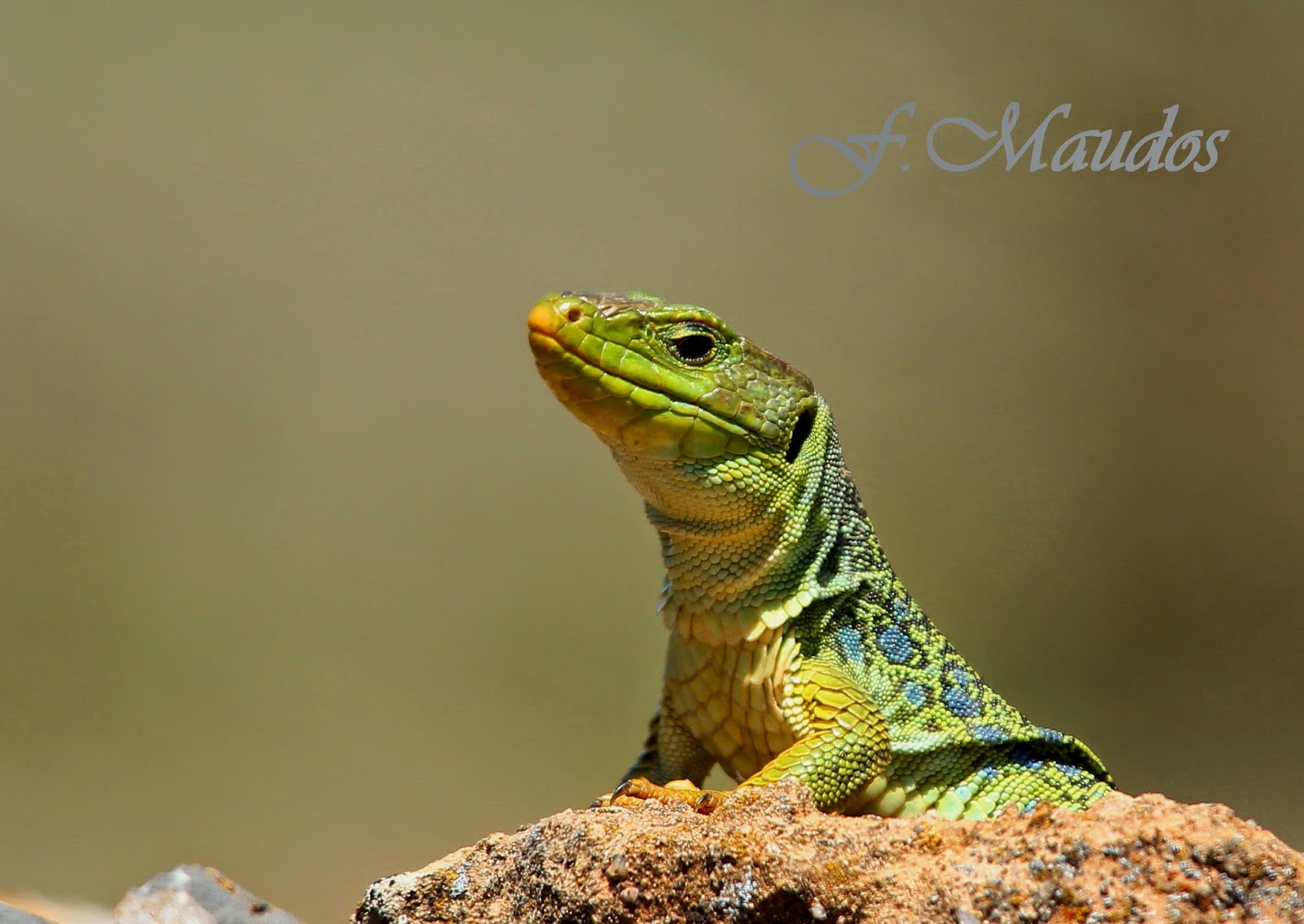 Foto Perales: LAGARTO OCELADO "ARDACHO" EN MI PUEBLO