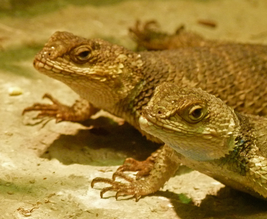 Life, Birding, Photos and Everything: Lions and Tigers and Bears...and ...