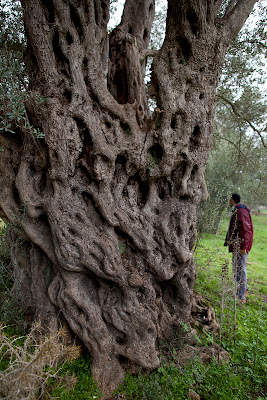 Antiguos OLIVOS del Mediterráneo : TURKEY. Western ANATOLIA, AEGEAN ...