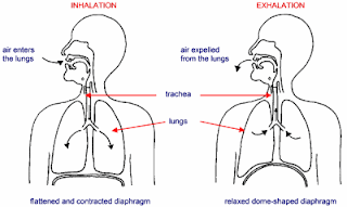 Anisa Widyawati: Biology - Human Respiratory System