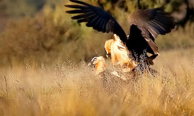 FOTO NATURA HUESCA 2: CÓPULA Gypaetus barbatus Carl von Linné, 1758 ...