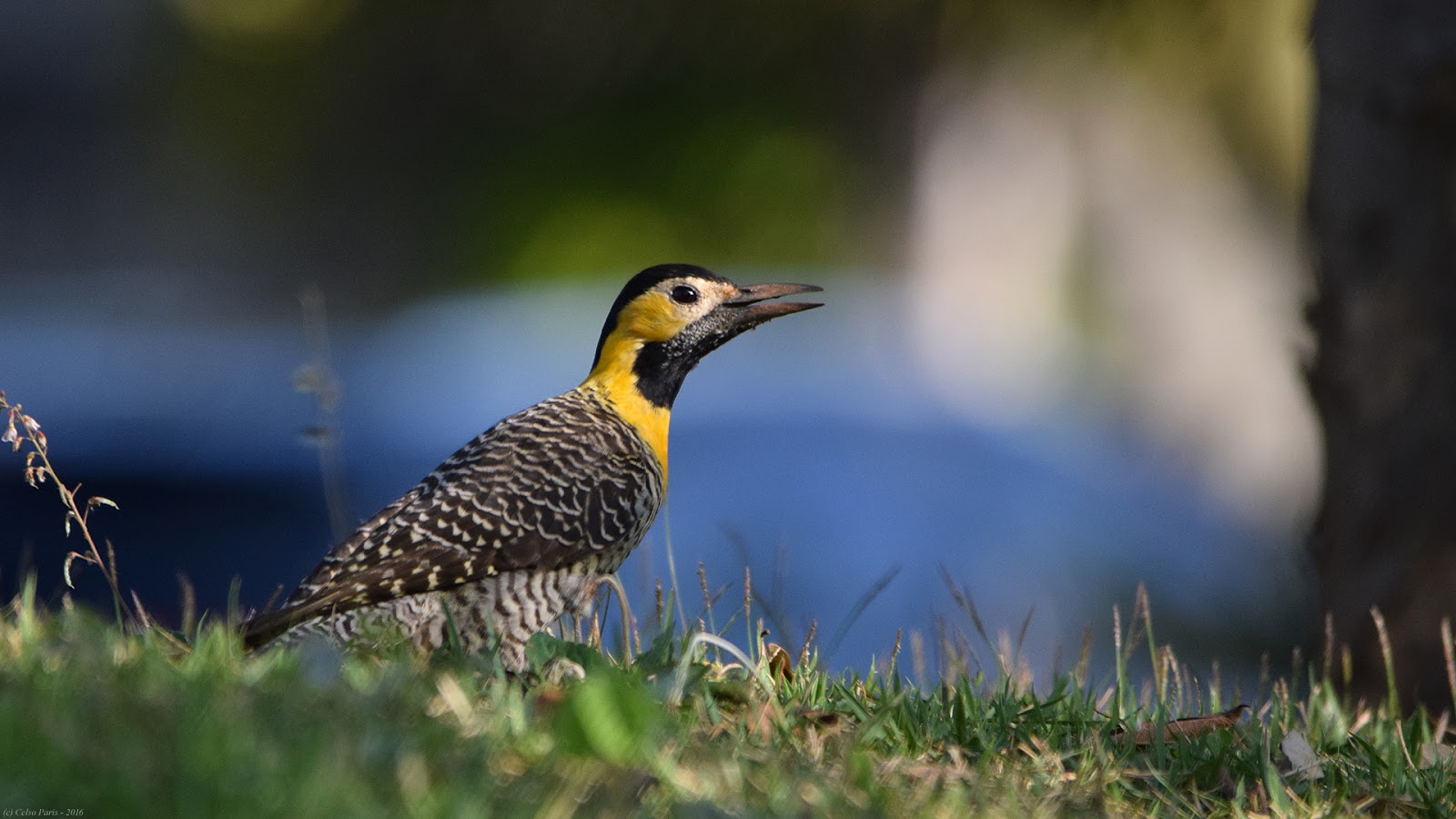 Birds of Southeast Brazil: Campo Flicker - Colaptes campestris ...