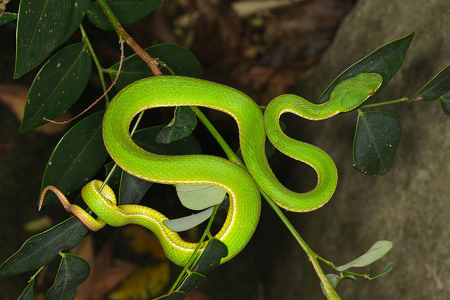 EKOGEO: KEANEKARAGAMAN JENIS ULAR DI INDONESIA