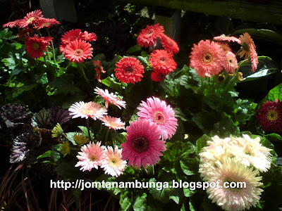 Jom Tanam Bunga: Bunga Daisy Cantik Berseri